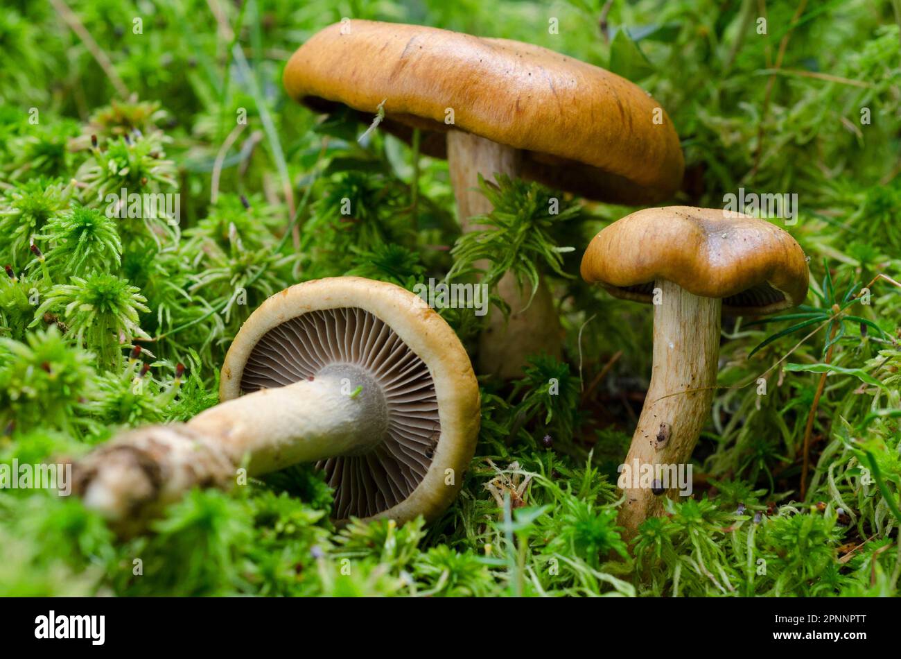 Olive yellow slime head Stock Photo - Alamy