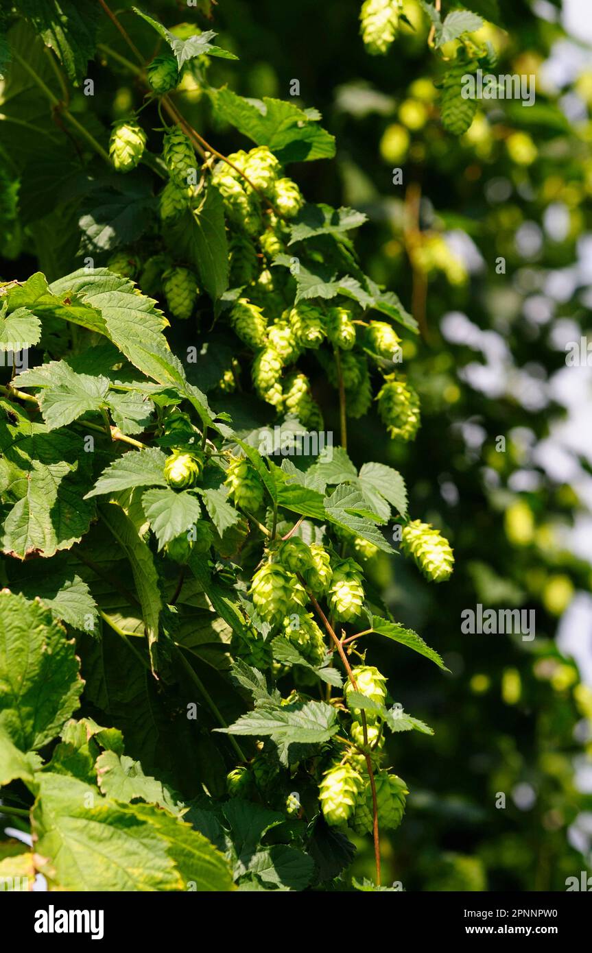 Ornamental hops hi-res stock photography and images - Alamy