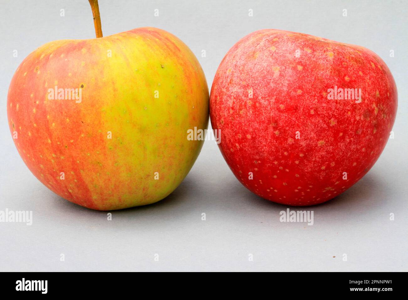 Apple, variety red star renette Stock Photo - Alamy