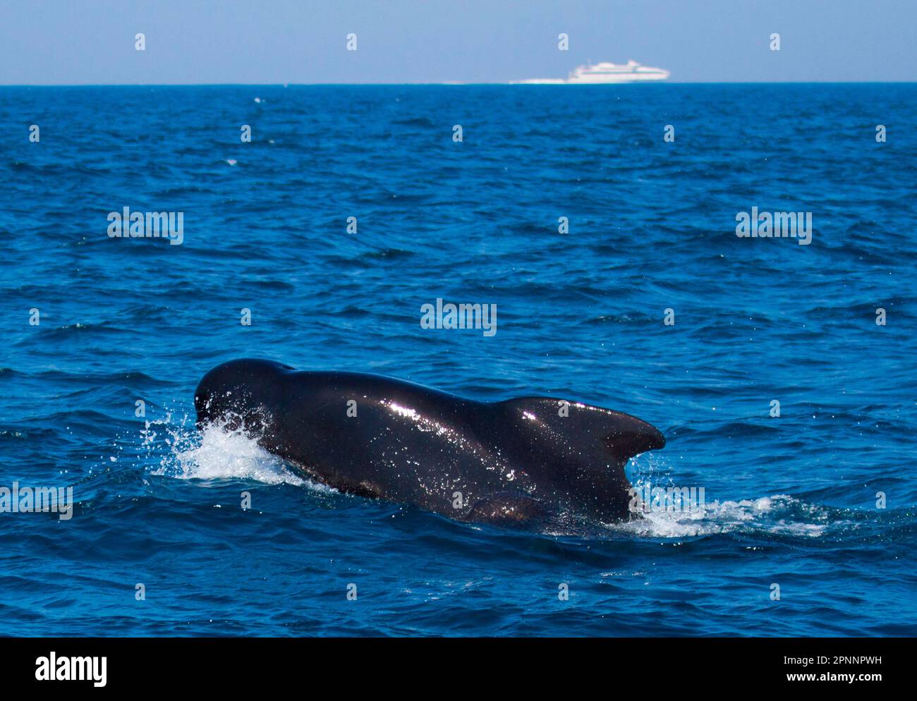 Animal melas hi-res stock photography and images - Alamy