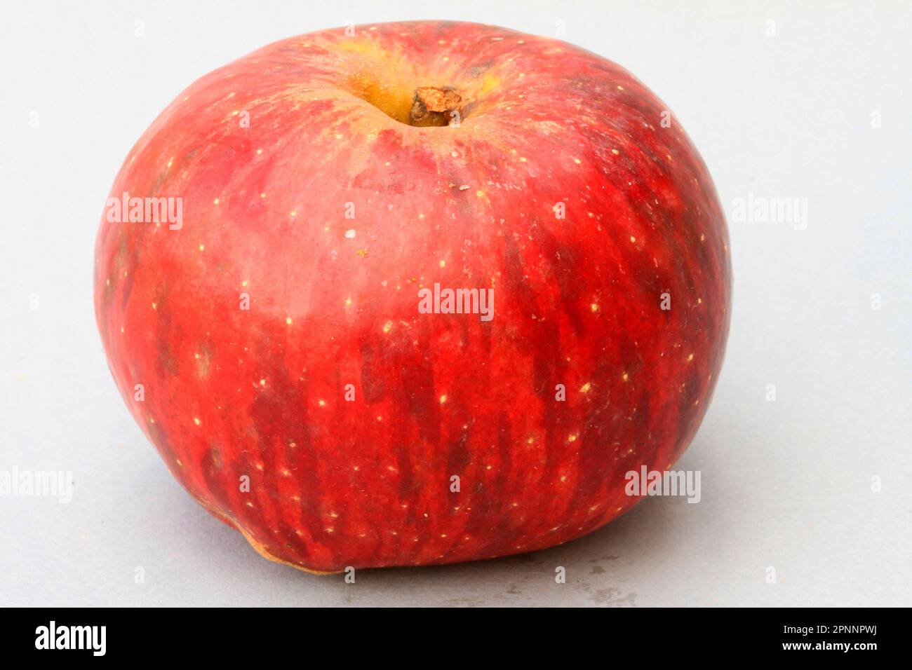 Apple, Spice Liqueur variety, Spice Liqueur Stock Photo - Alamy