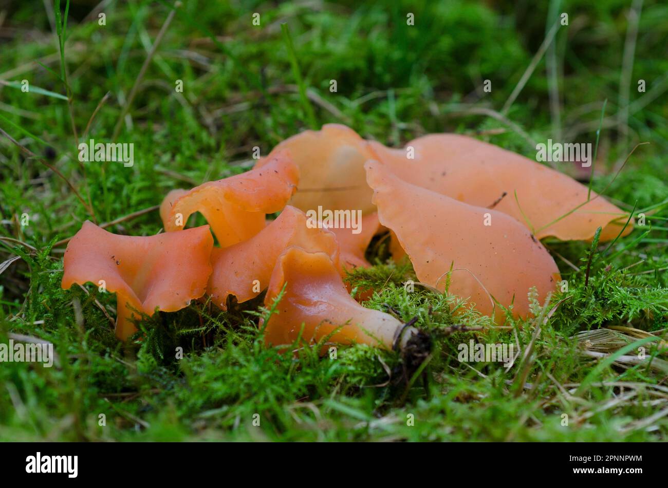 Flesh red jelly funnel Stock Photo - Alamy
