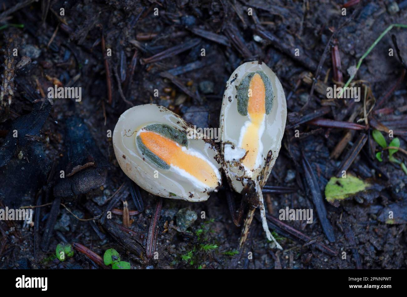 Common dog-rod, witch's egg, cross-section Stock Photo - Alamy