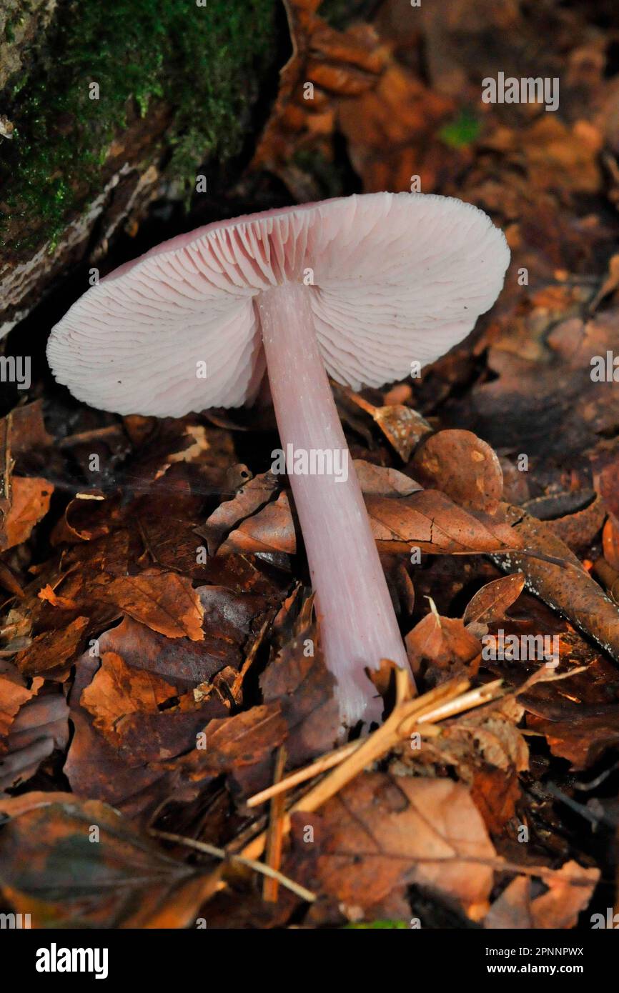 Rose bonnet hi-res stock photography and images - Alamy