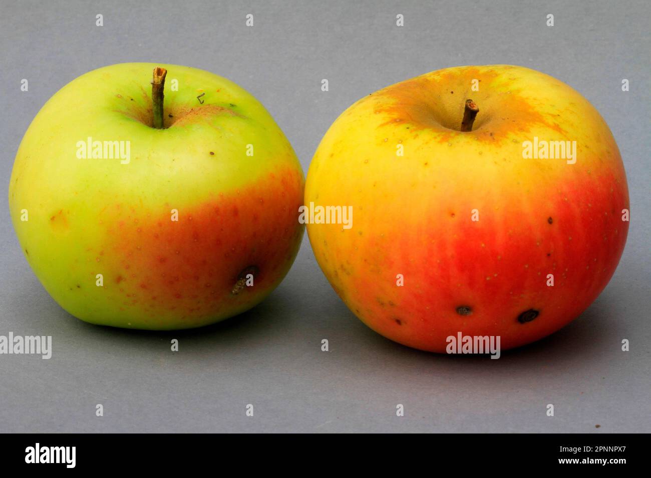 Apple, variety Crown Prince Rudolf Stock Photo - Alamy