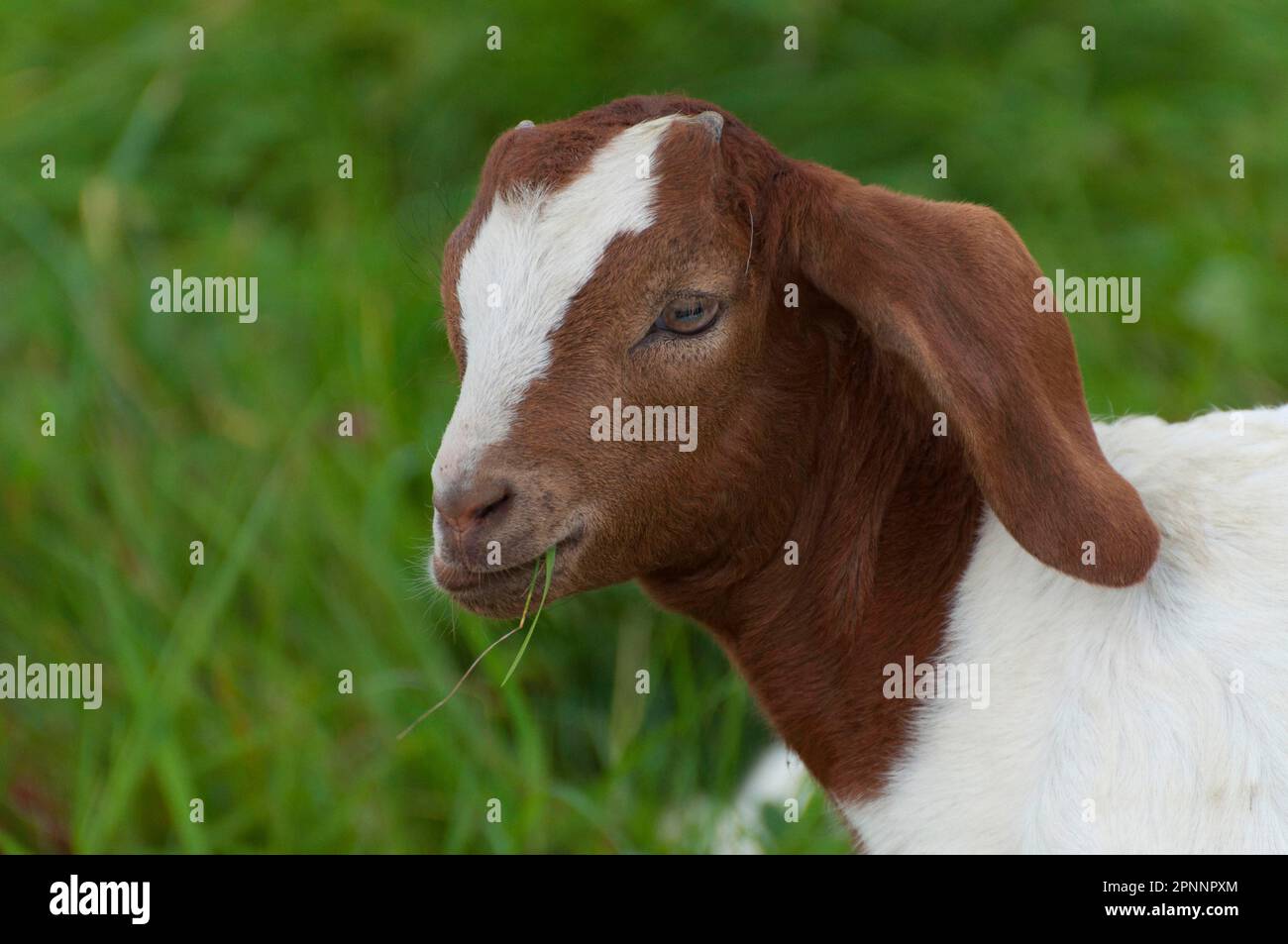 Boer goat, goatling Stock Photo - Alamy