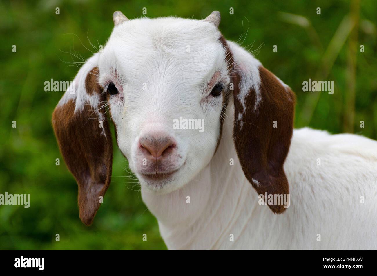 Boer goat, goatling Stock Photo - Alamy