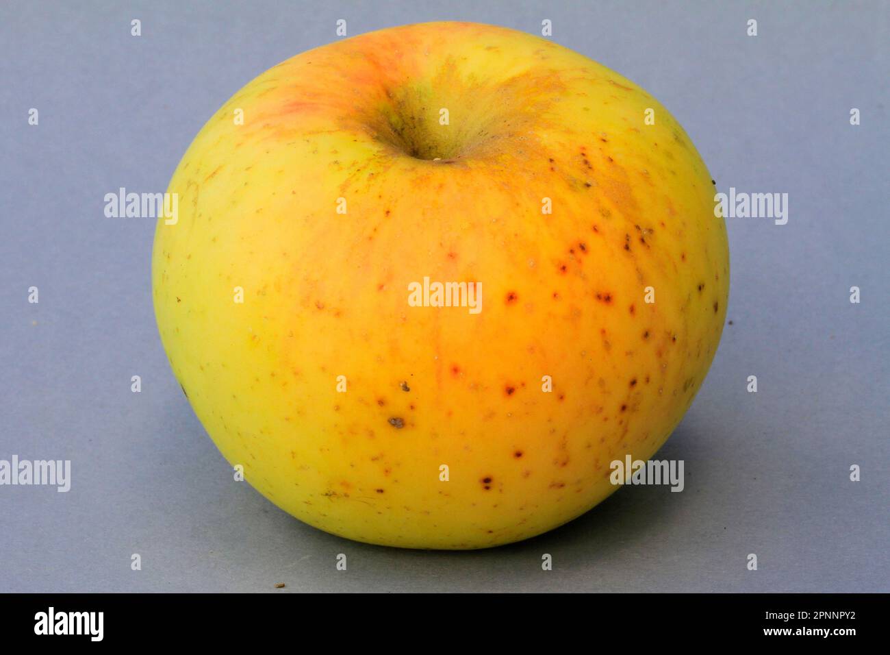 Apple, Landsberger Renette variety Stock Photo - Alamy