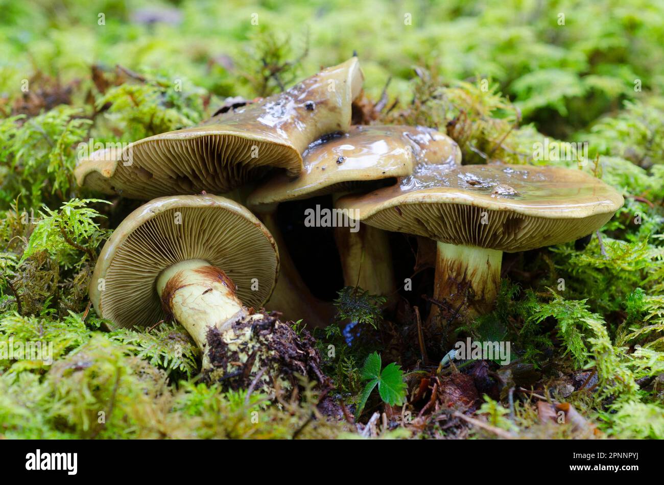 Clubfoot hi-res stock photography and images - Alamy