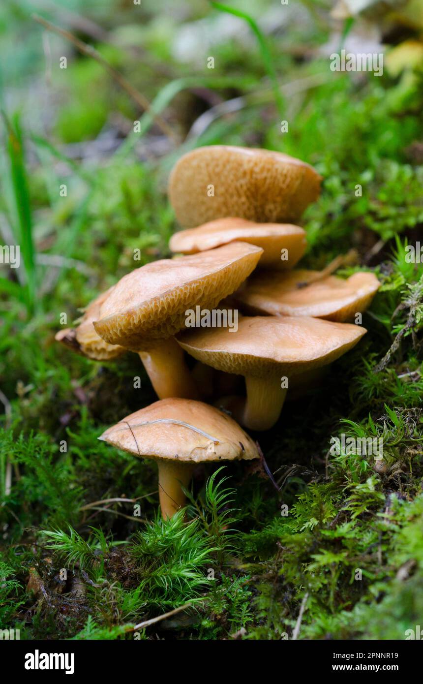 Bovinus hi-res stock photography and images - Alamy