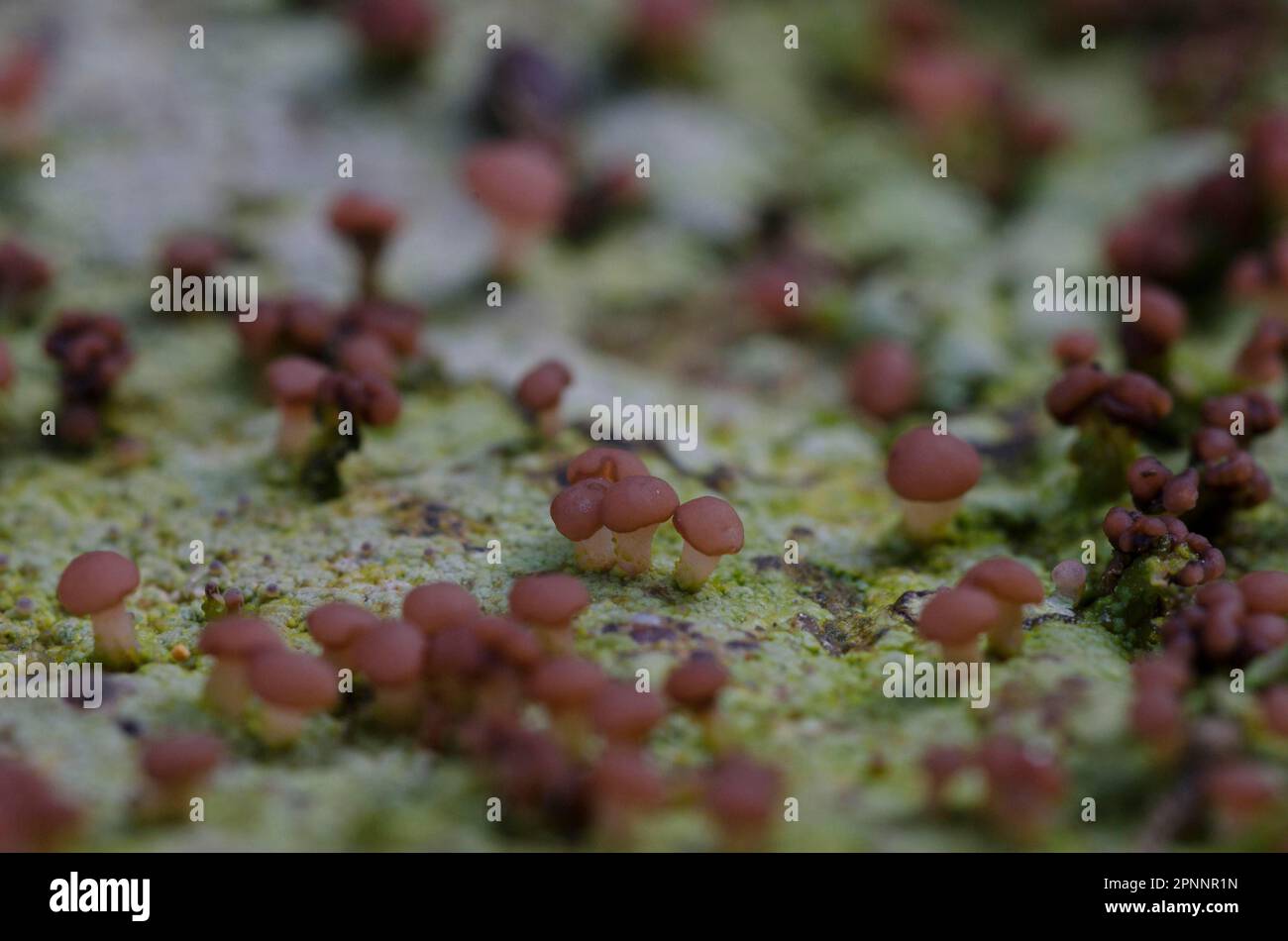 Brown lichen hi-res stock photography and images - Alamy