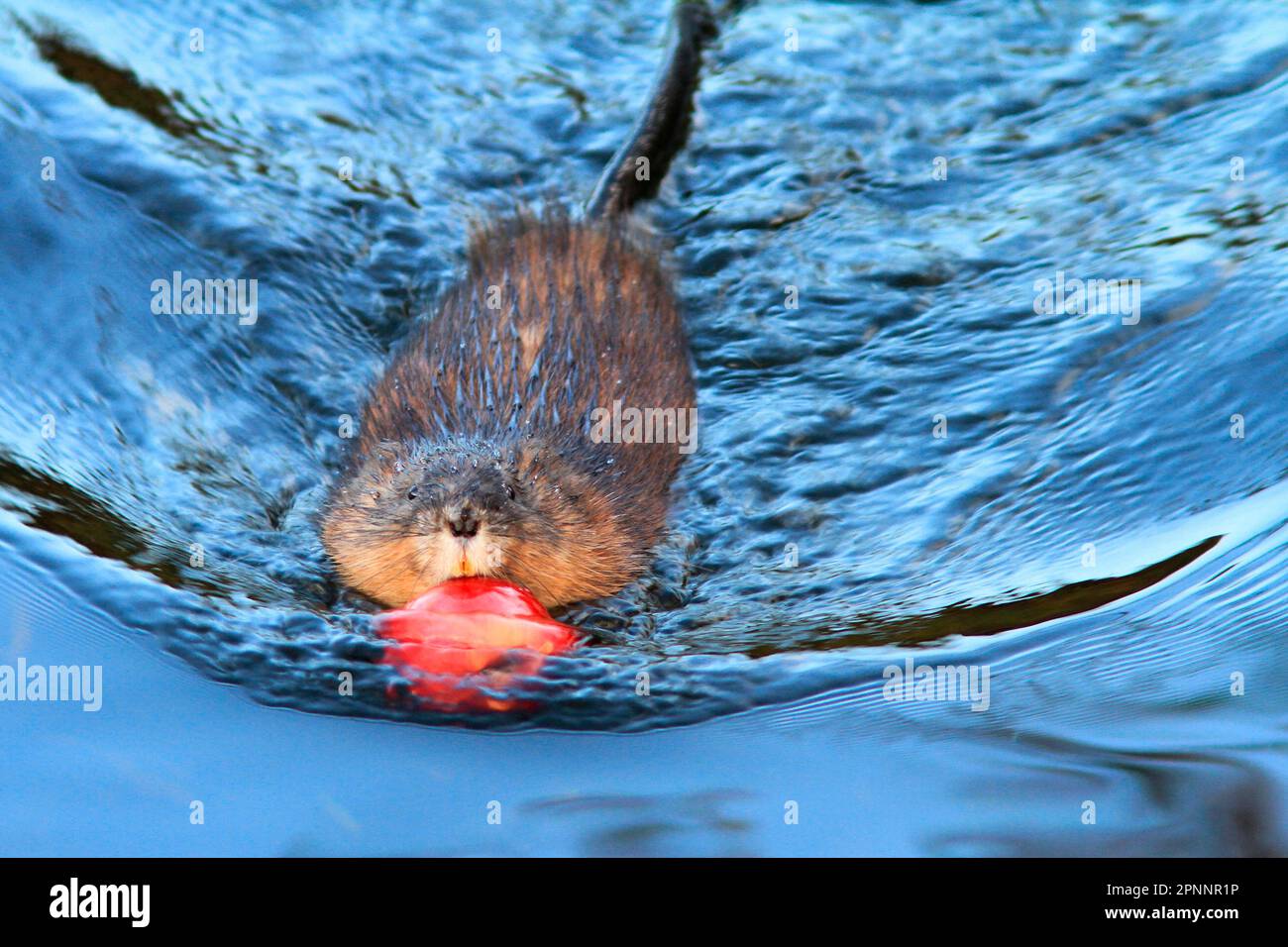 Muskrat feeding hi-res stock photography and images - Alamy