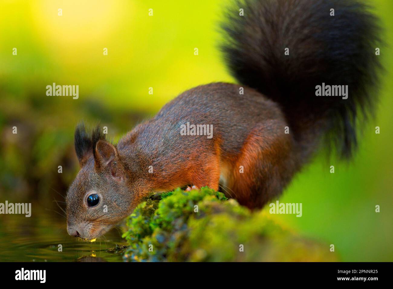 Thirsty squirrel hi-res stock photography and images - Alamy