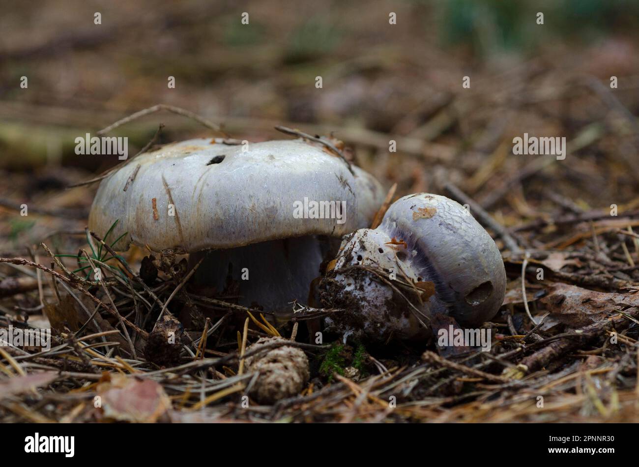 Clubfoot hi-res stock photography and images - Alamy