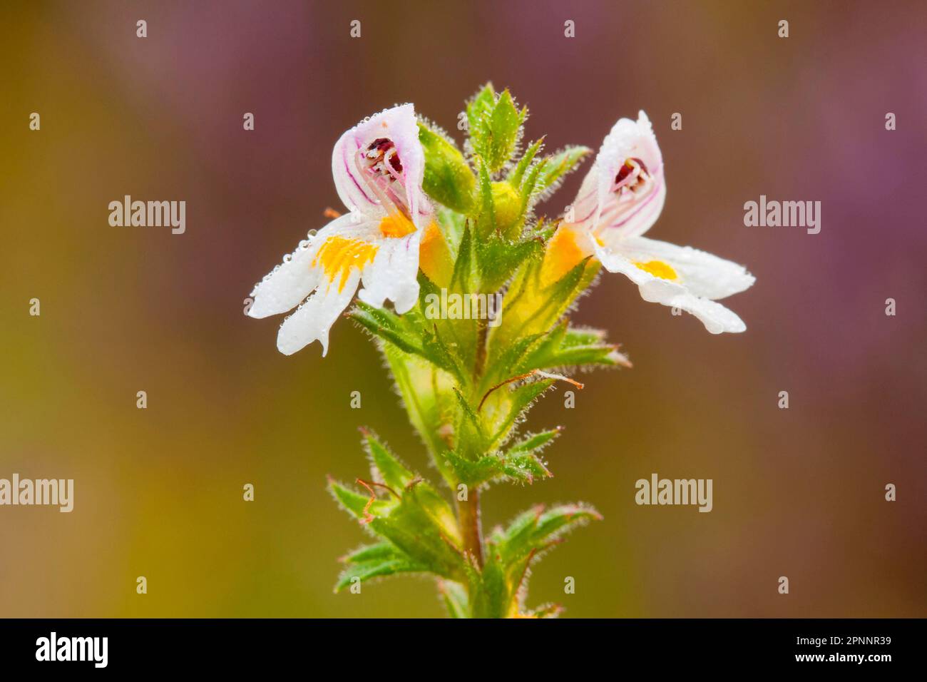 Eyebright plant hi-res stock photography and images - Alamy