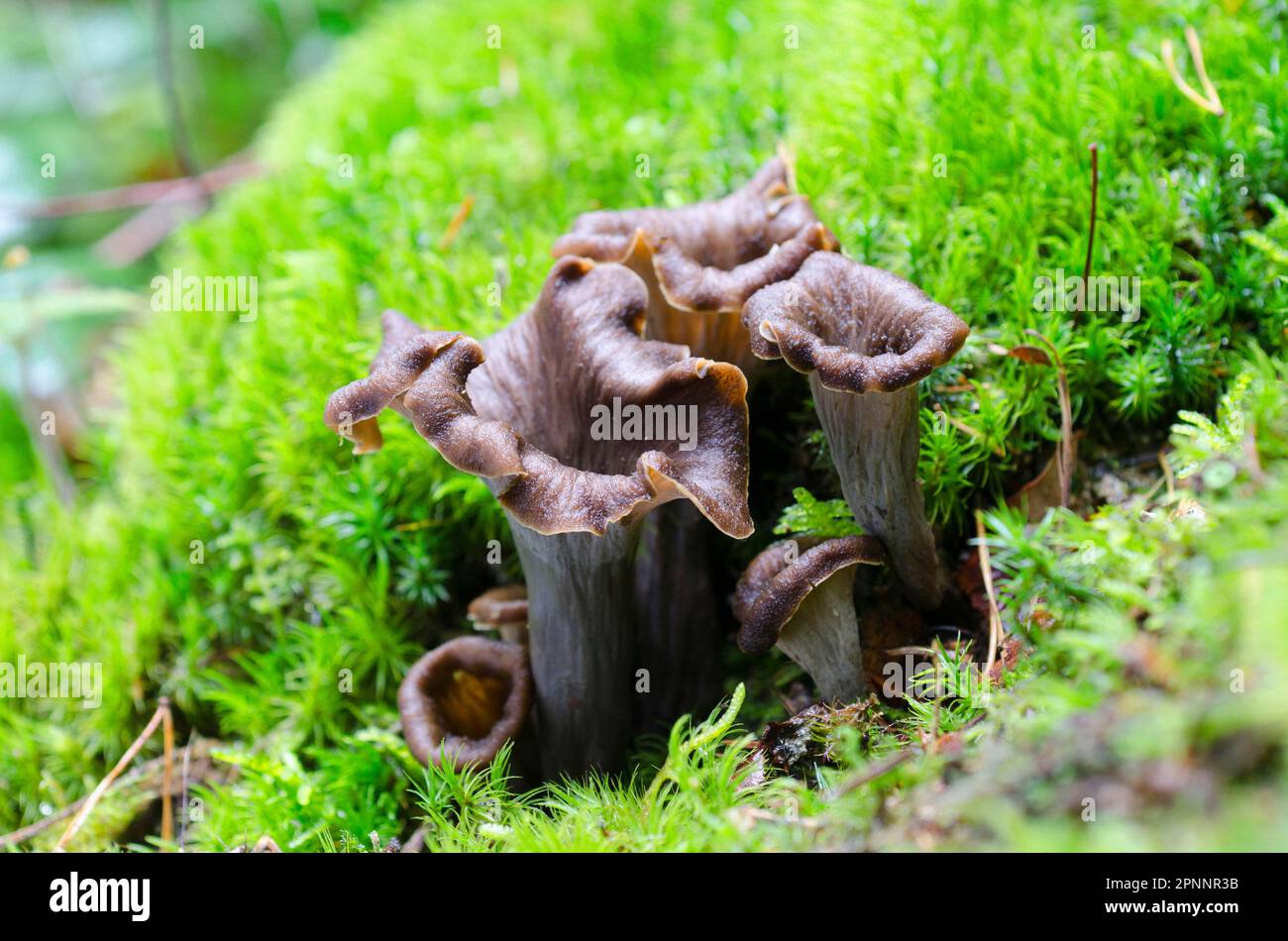 Trumpet of death mushroom hi-res stock photography and images - Alamy