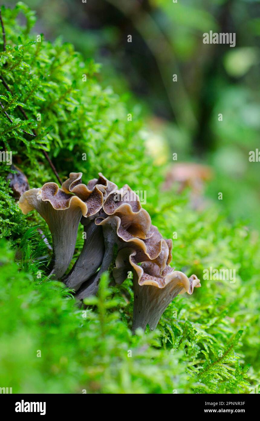 Trumpet of death mushroom hi-res stock photography and images - Alamy