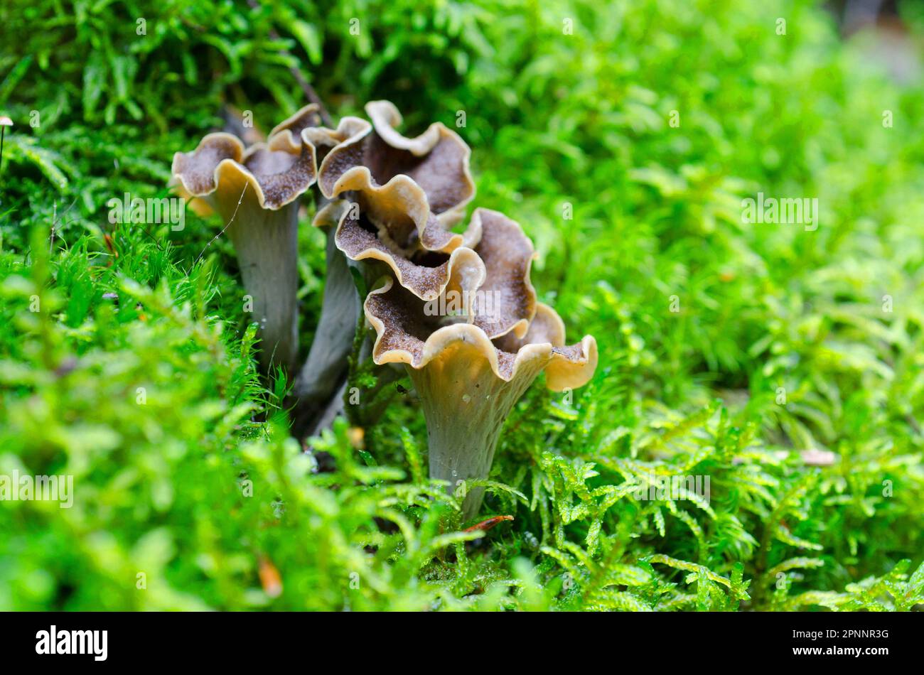 Animal horn trumpet hi-res stock photography and images - Alamy