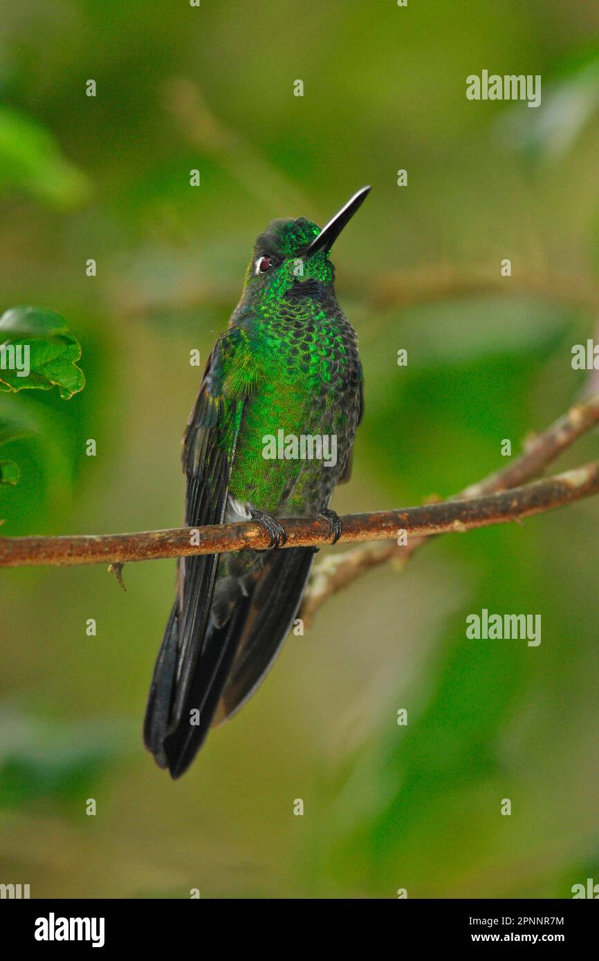 Blue-tailed Hummingbird, adult male Stock Photo - Alamy