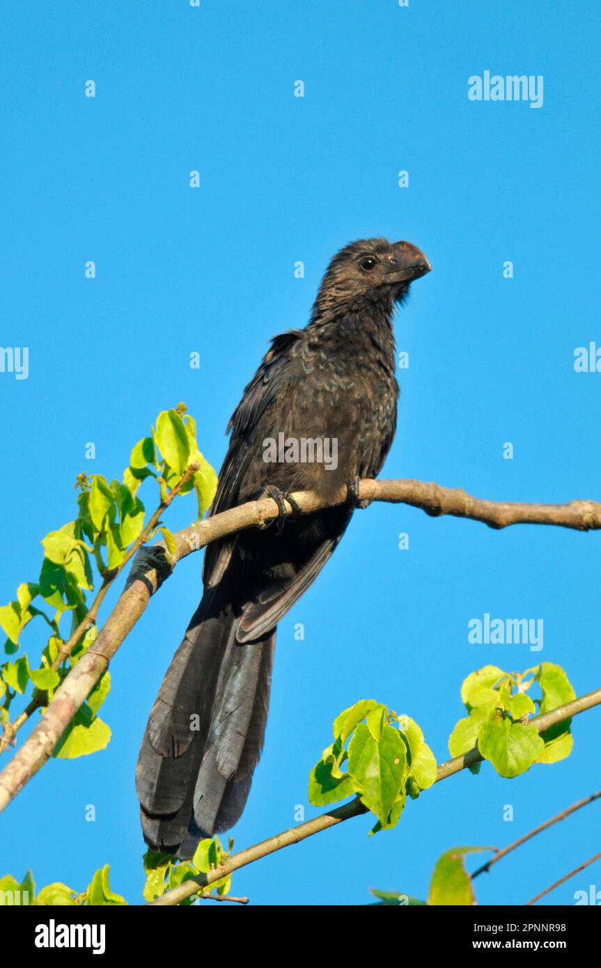 Ani american hi-res stock photography and images - Alamy
