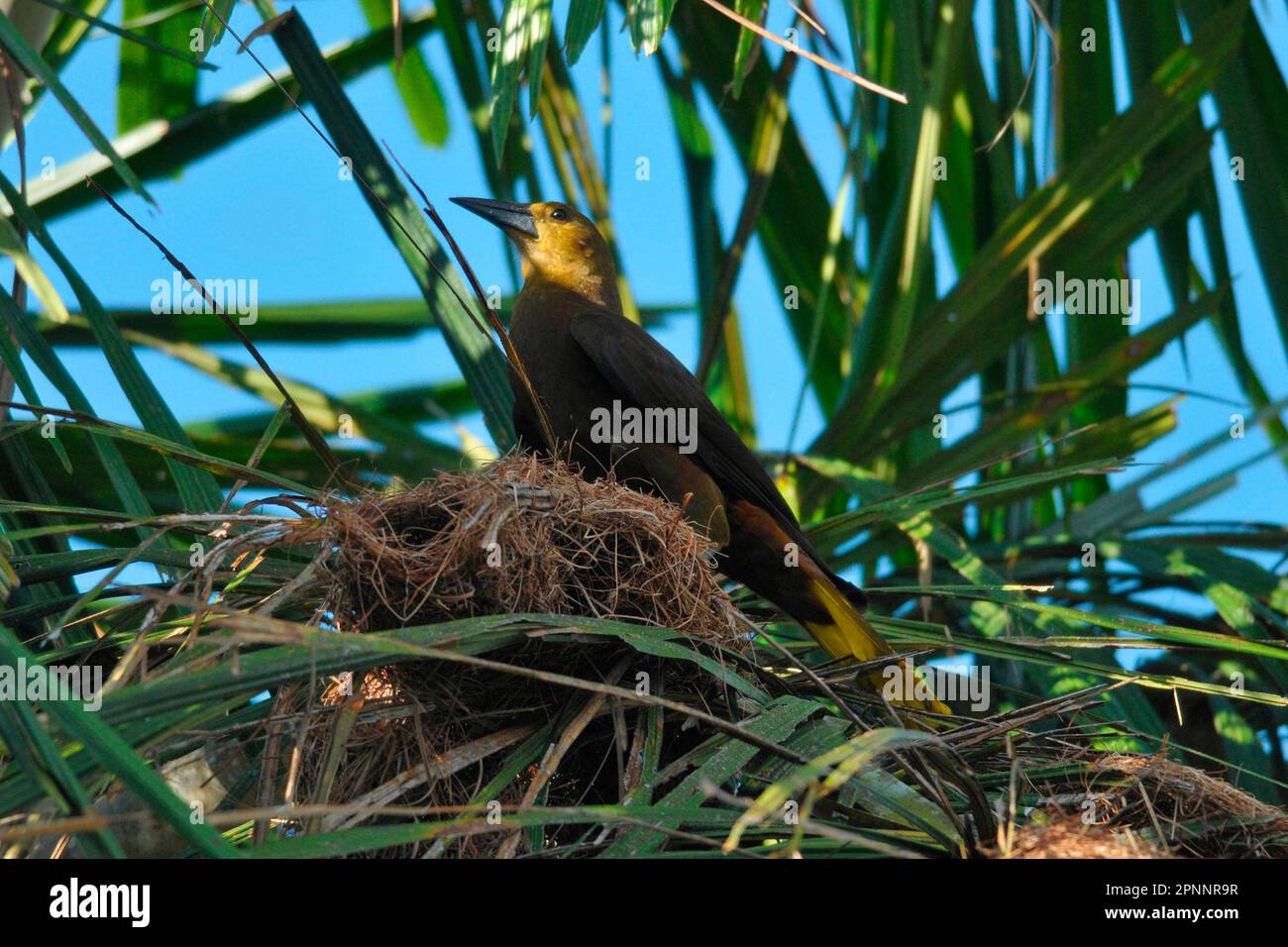 Broad-crested Oropendola with nest Stock Photo - Alamy