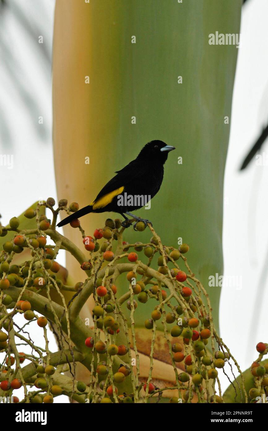 Yellow-cheeked Tanager, Male Stock Photo - Alamy