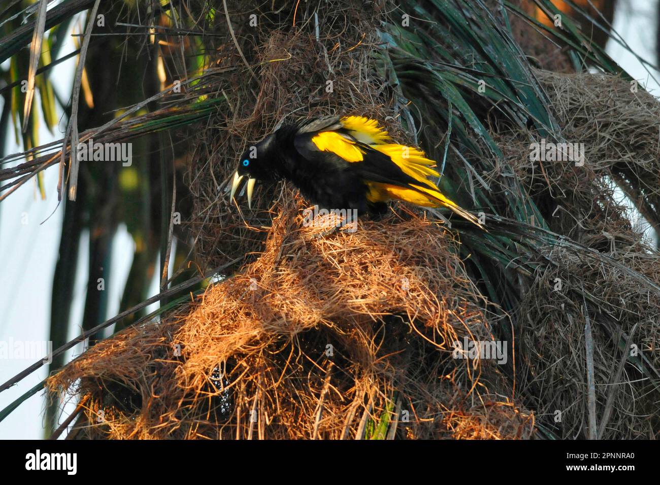 Oropendola behavior hi-res stock photography and images - Alamy