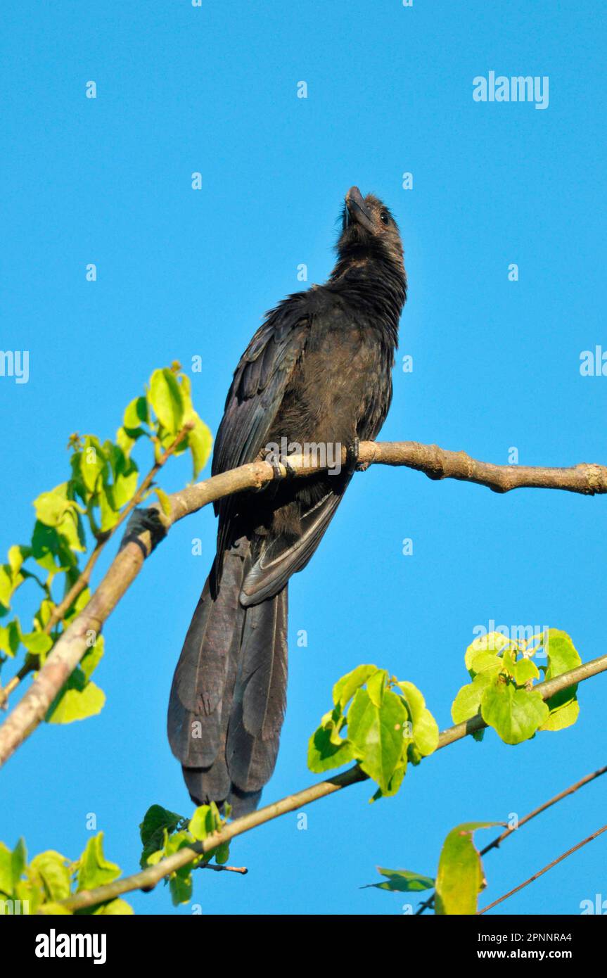 Ani american hi-res stock photography and images - Alamy