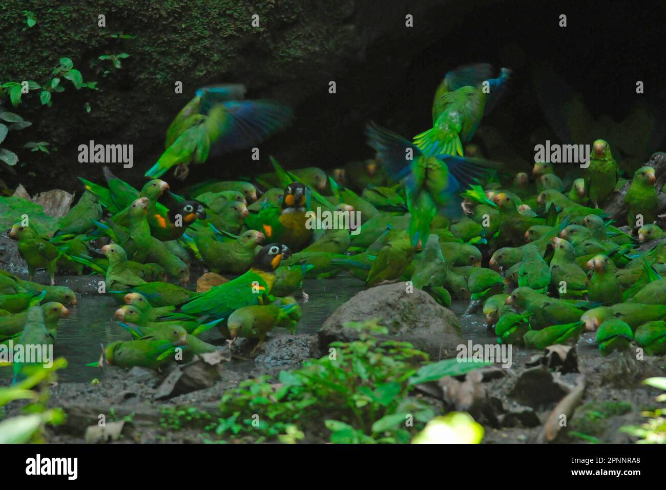 SKobalt-winged Parakeets and Golden-cheeked Parrots Stock Photo - Alamy
