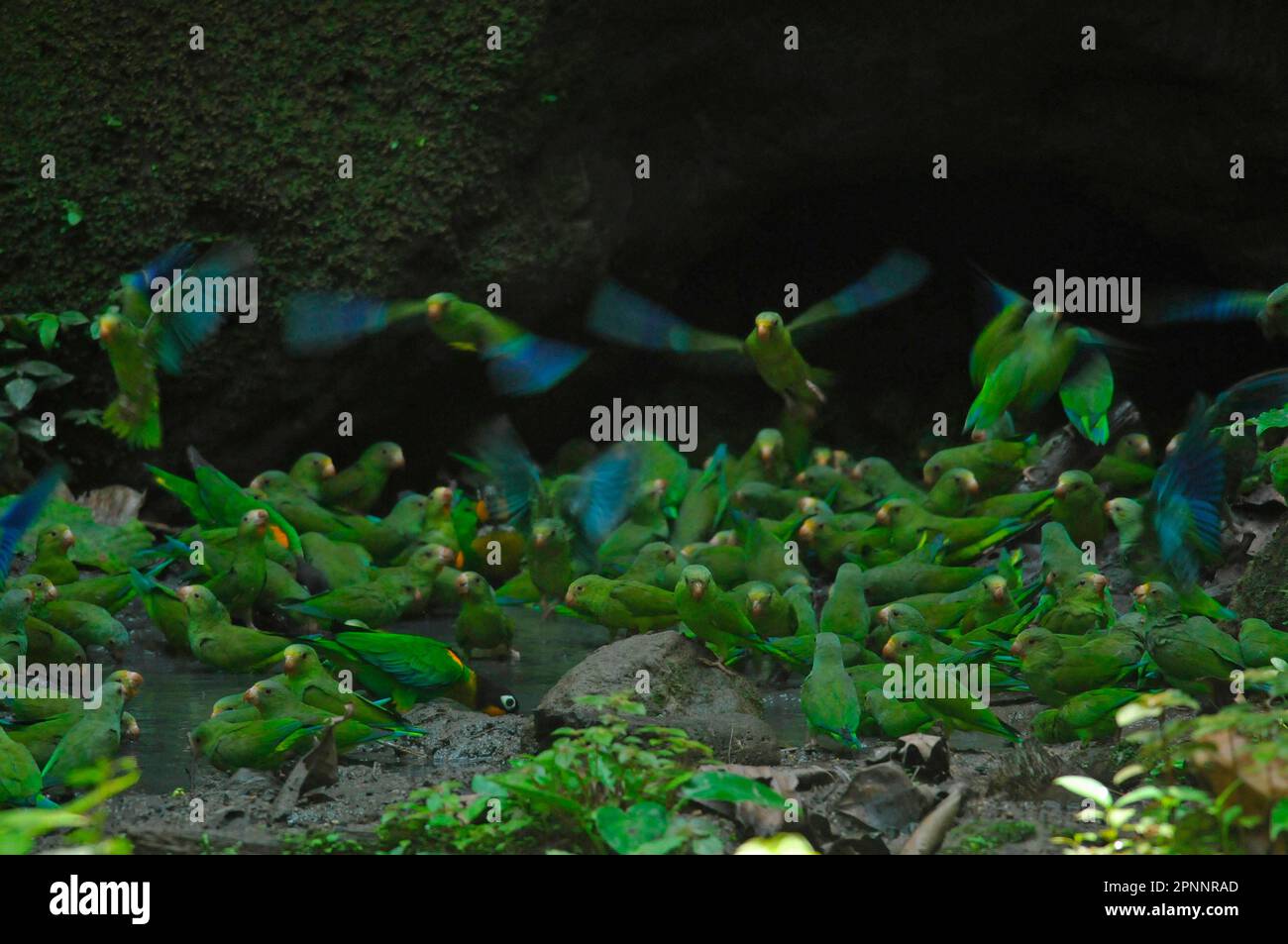 SKobalt-winged Parakeets and Golden-cheeked Parrots Stock Photo - Alamy