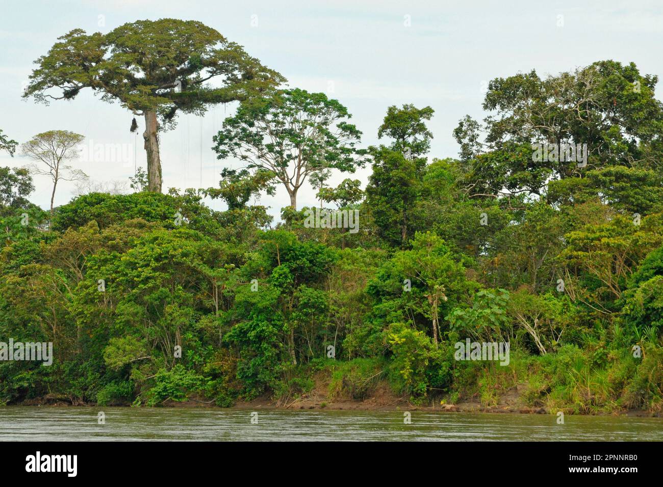 Napo River, Ecuador Stock Photo - Alamy