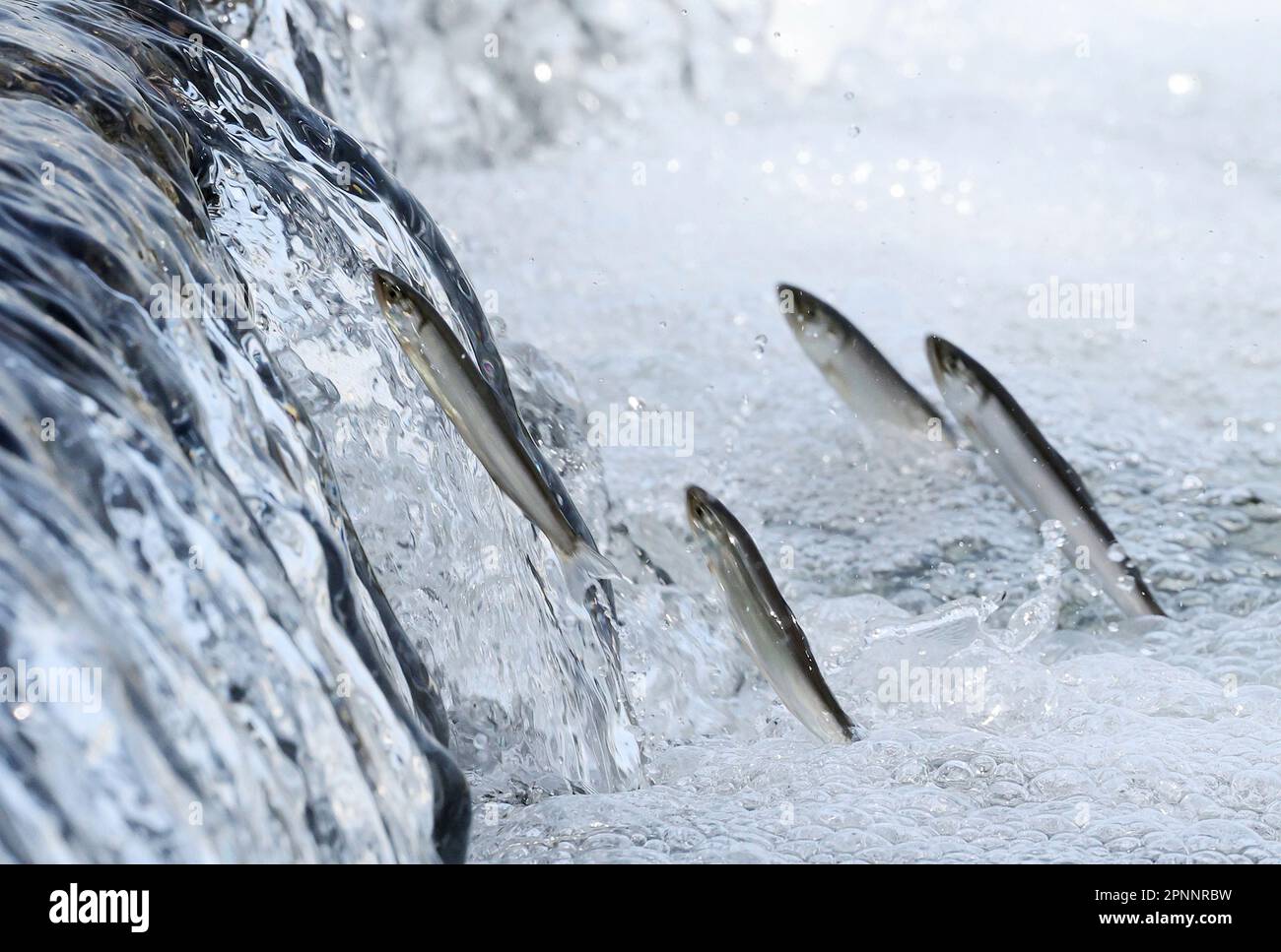 Lots of young sweetfish (Plecoglossus altivelis / Ayu in Japanese) run ...