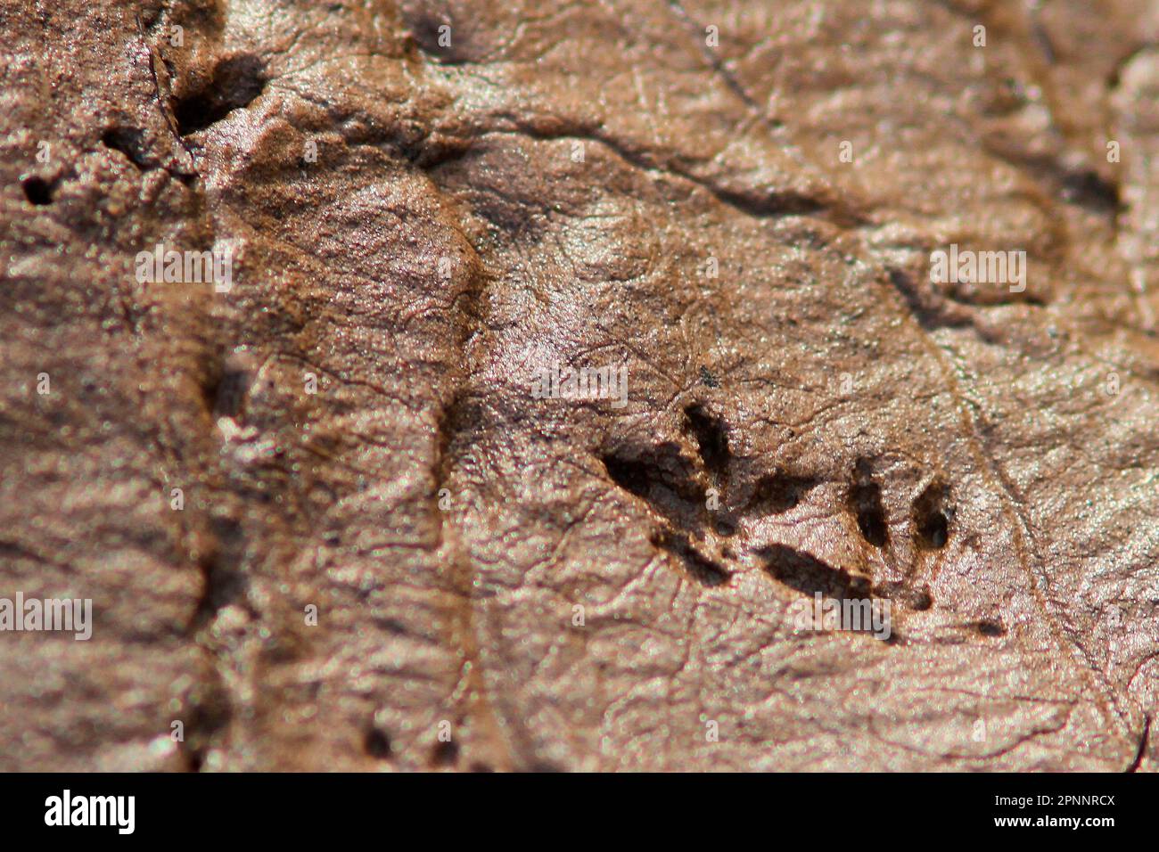 Rat track hi-res stock photography and images - Alamy
