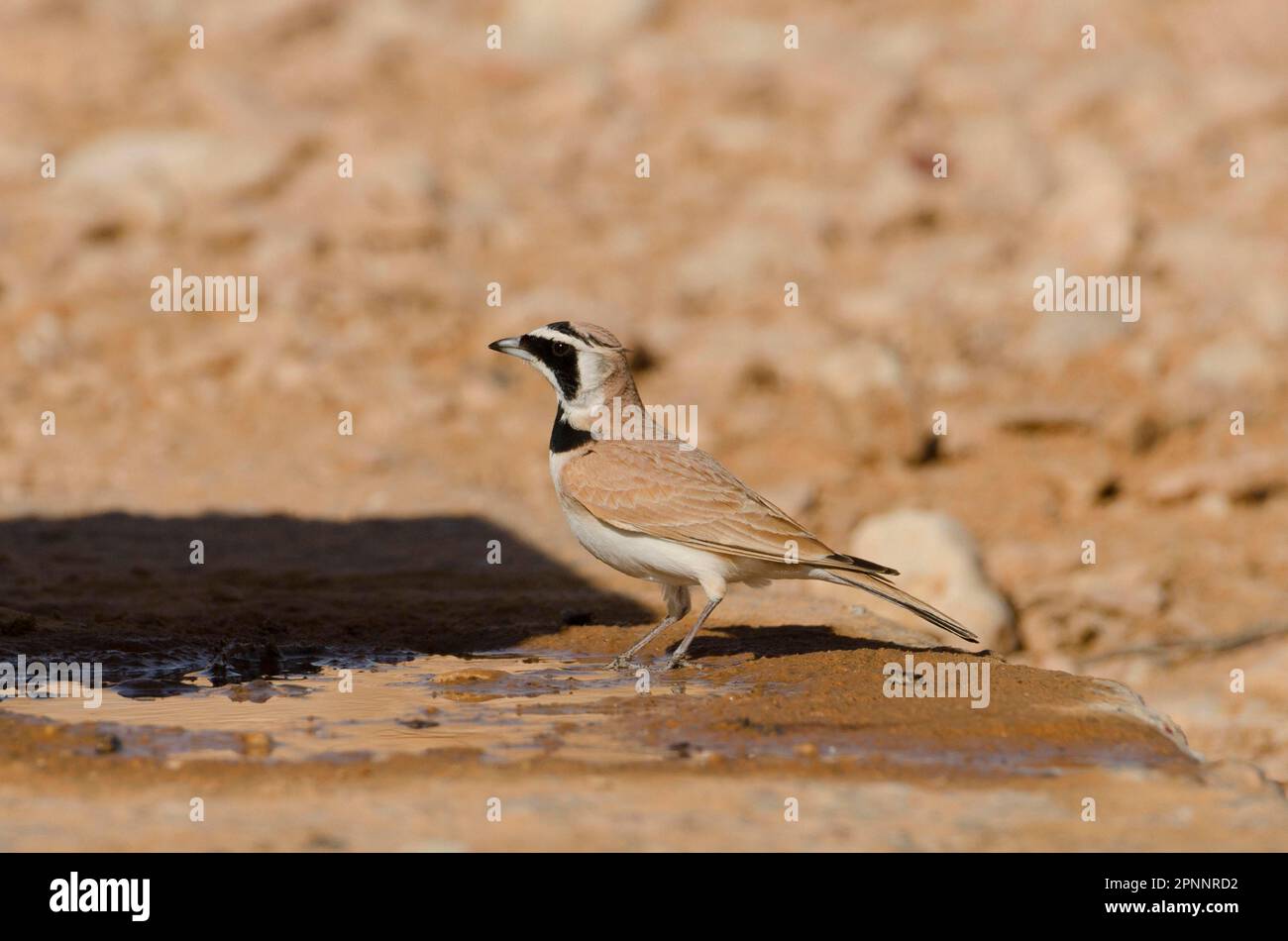 Temminck's horned lark (Eremophila bilopha Stock Photo - Alamy