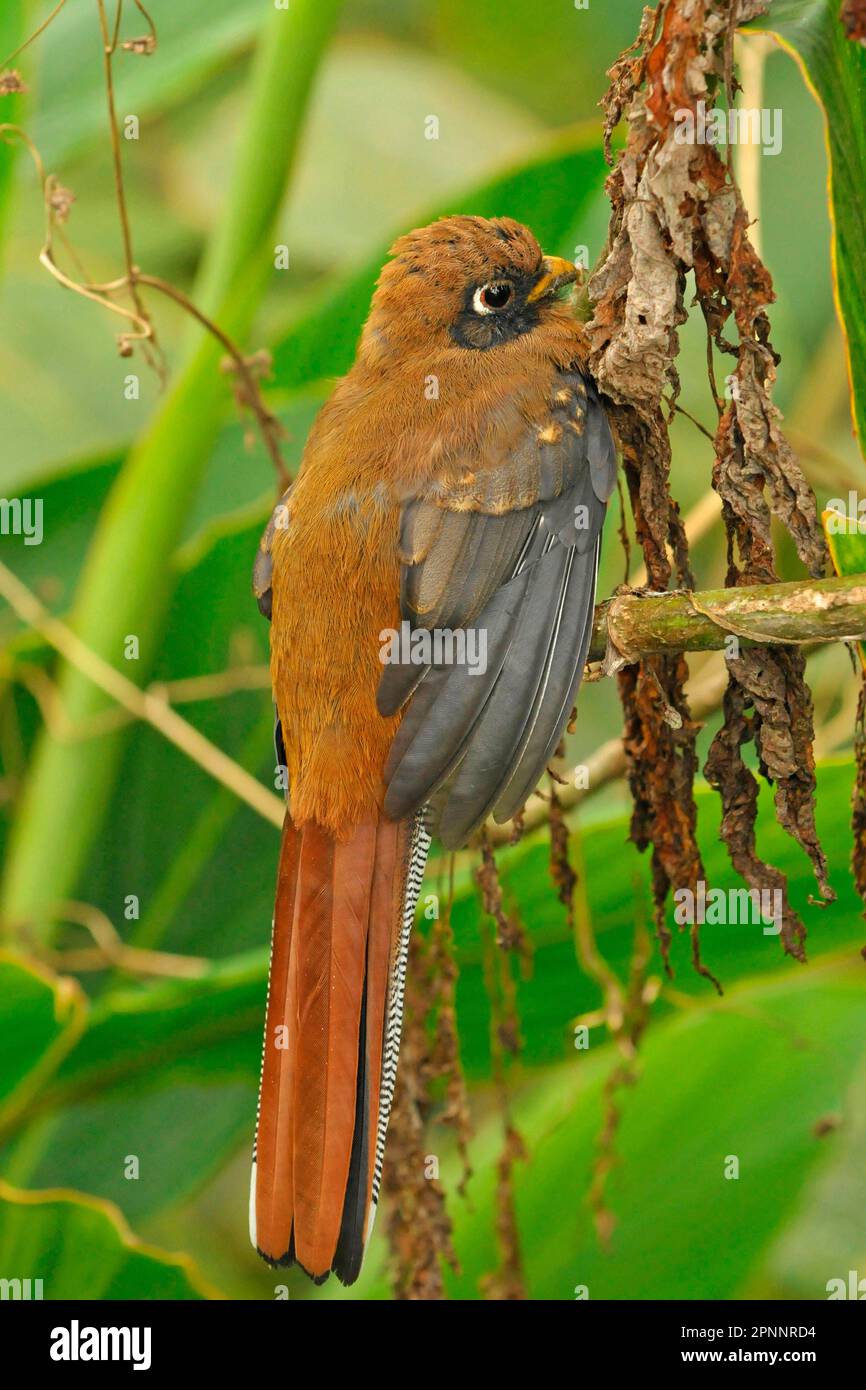 Rusty Pitohui