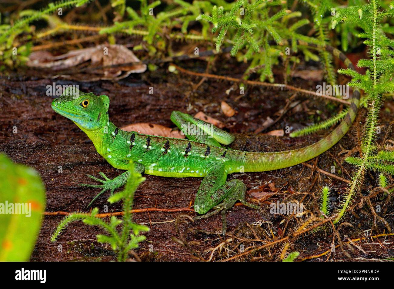 Frontal lobe basilisk Stock Photo - Alamy