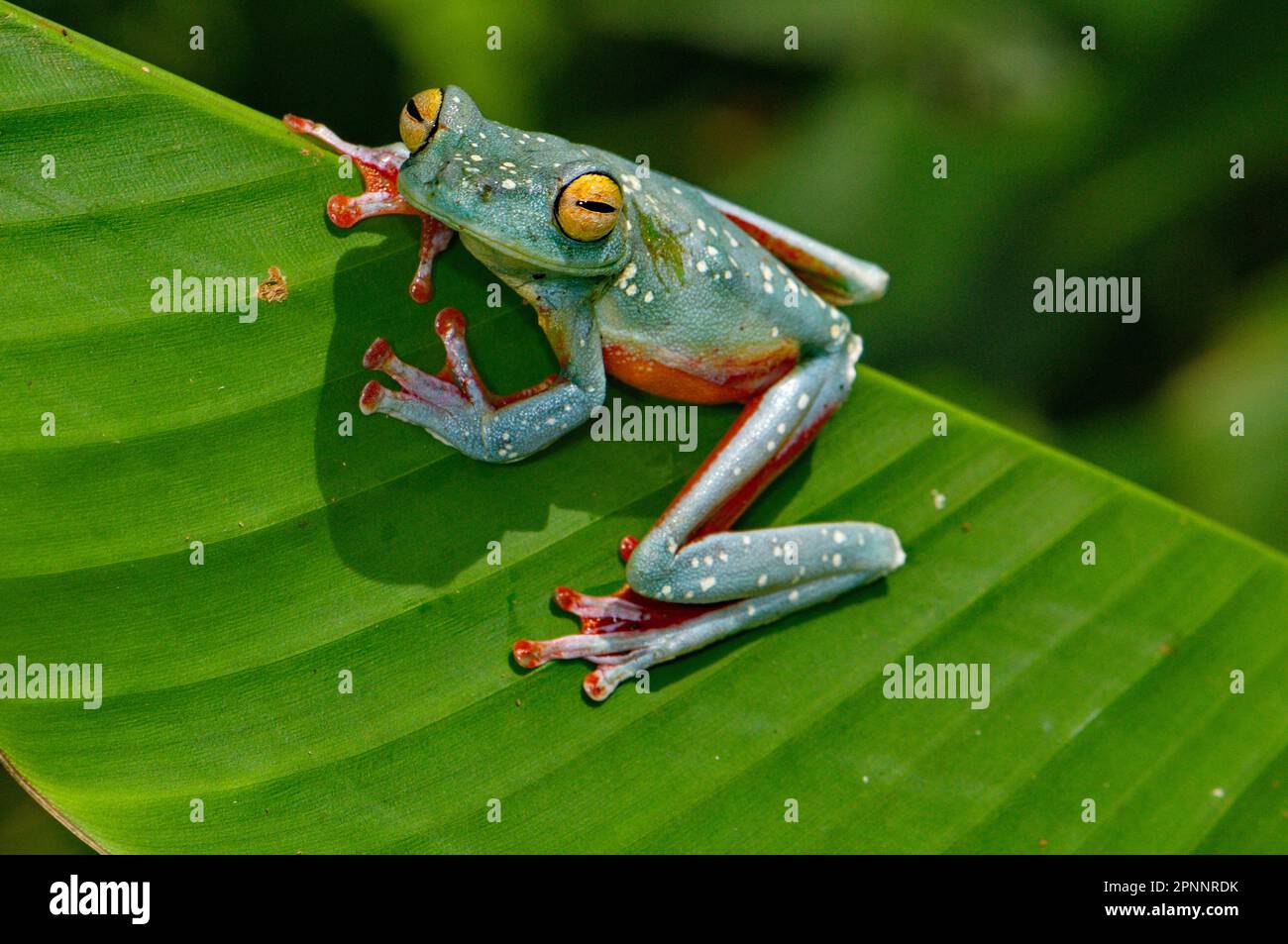 Red-fin tree frog Stock Photo - Alamy