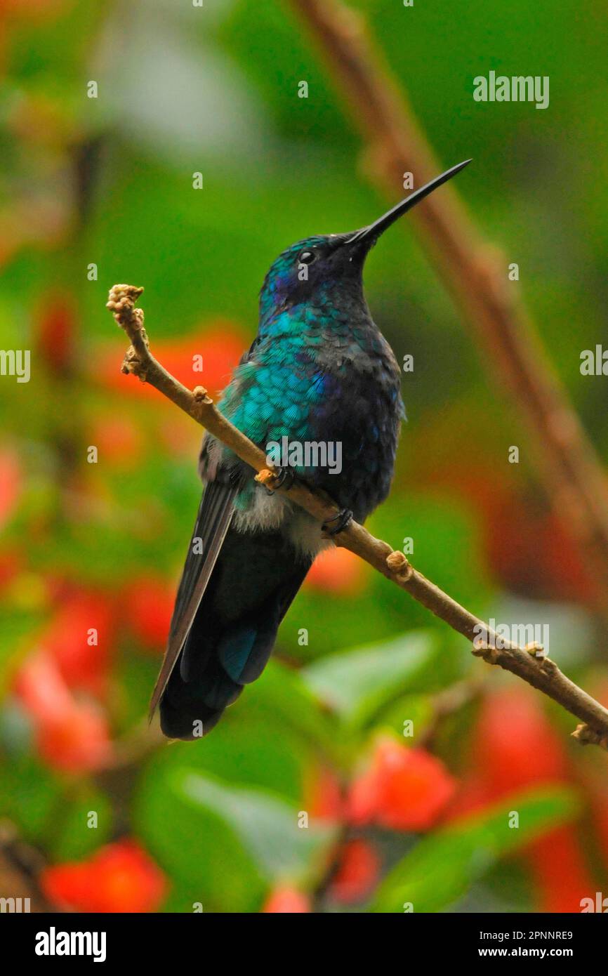 Great Violet-eared Hummingbird, melanistic, Cotopaxi National Park ...