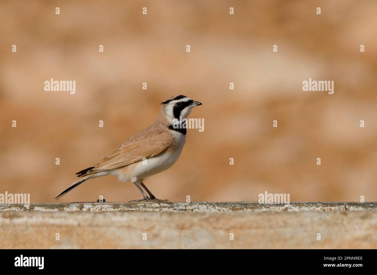 Temminck's horned lark (Eremophila bilopha Stock Photo - Alamy