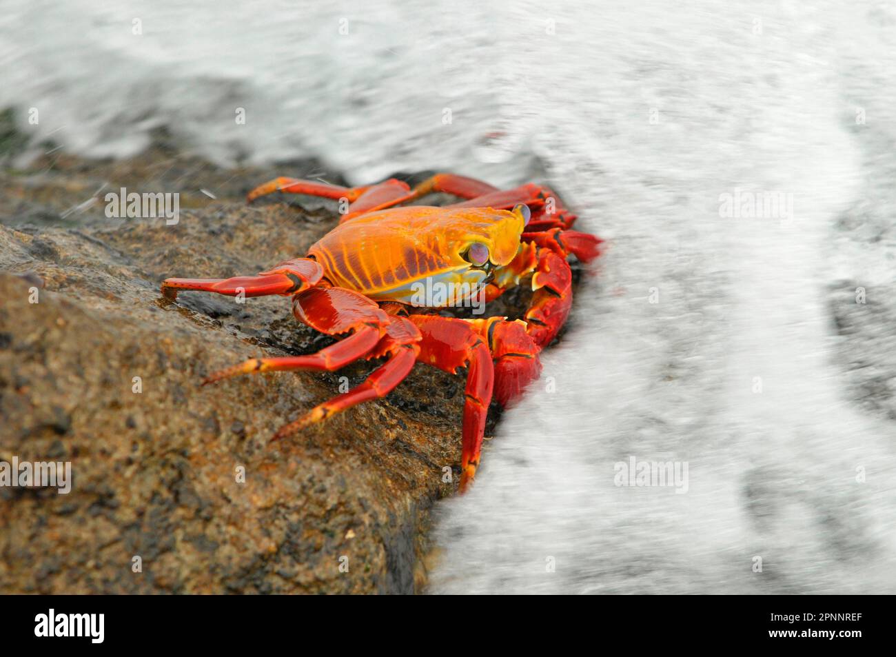 Red clipper crab Stock Photo - Alamy