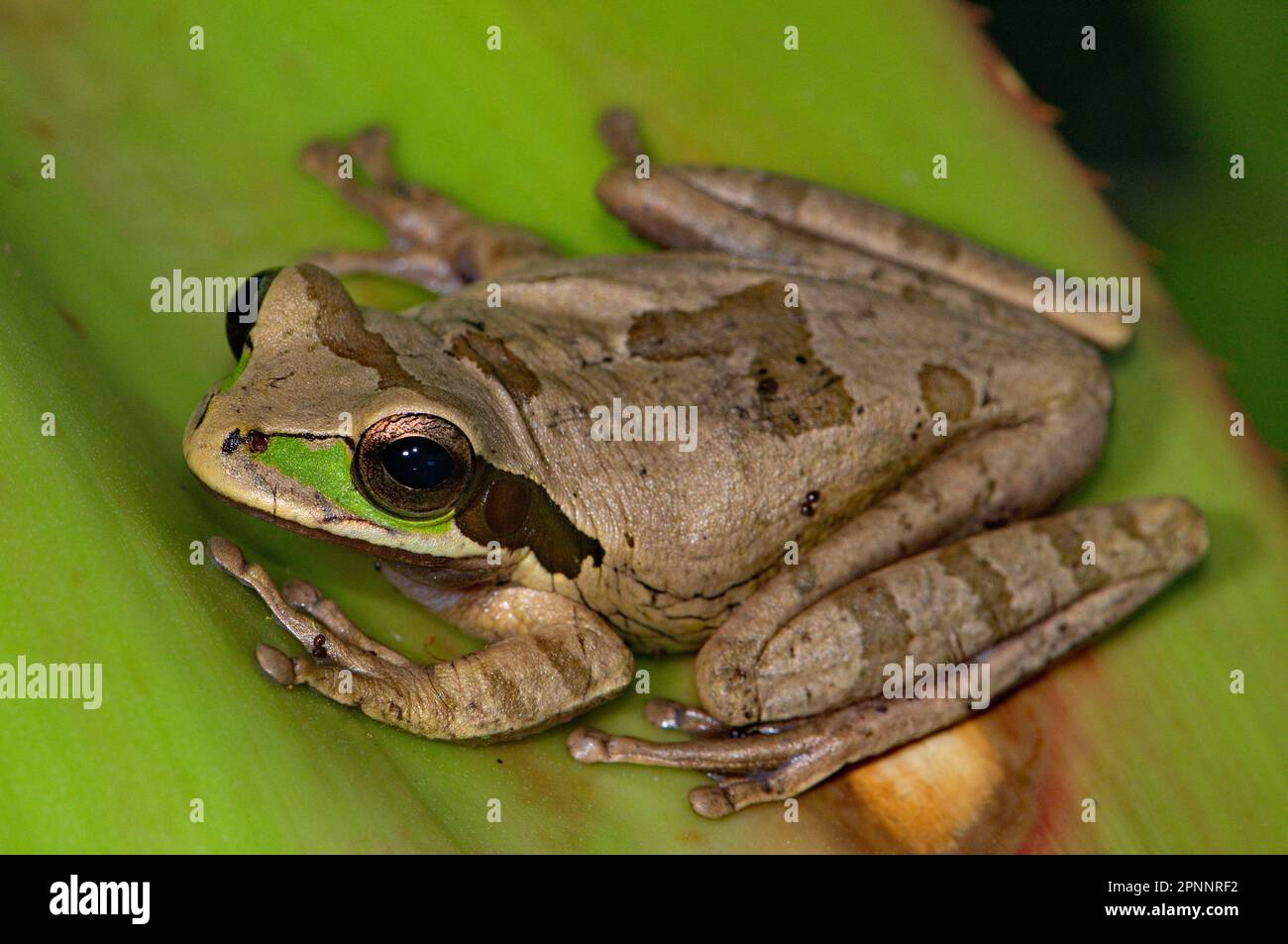 Costa Rica Tree Frog Stock Photo - Alamy