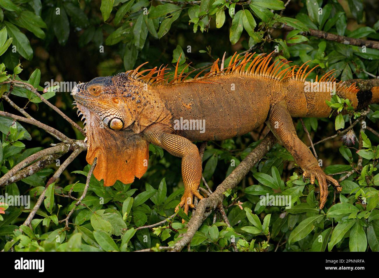 Mature green iguana iguana iguana hi-res stock photography and images ...