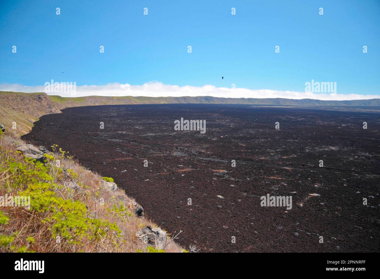 Caldera of the Sierra Negra volcano, crater Stock Photo - Alamy