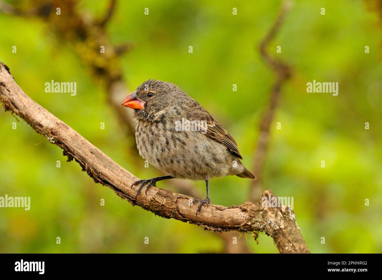 Woodpecker finch hi-res stock photography and images - Alamy