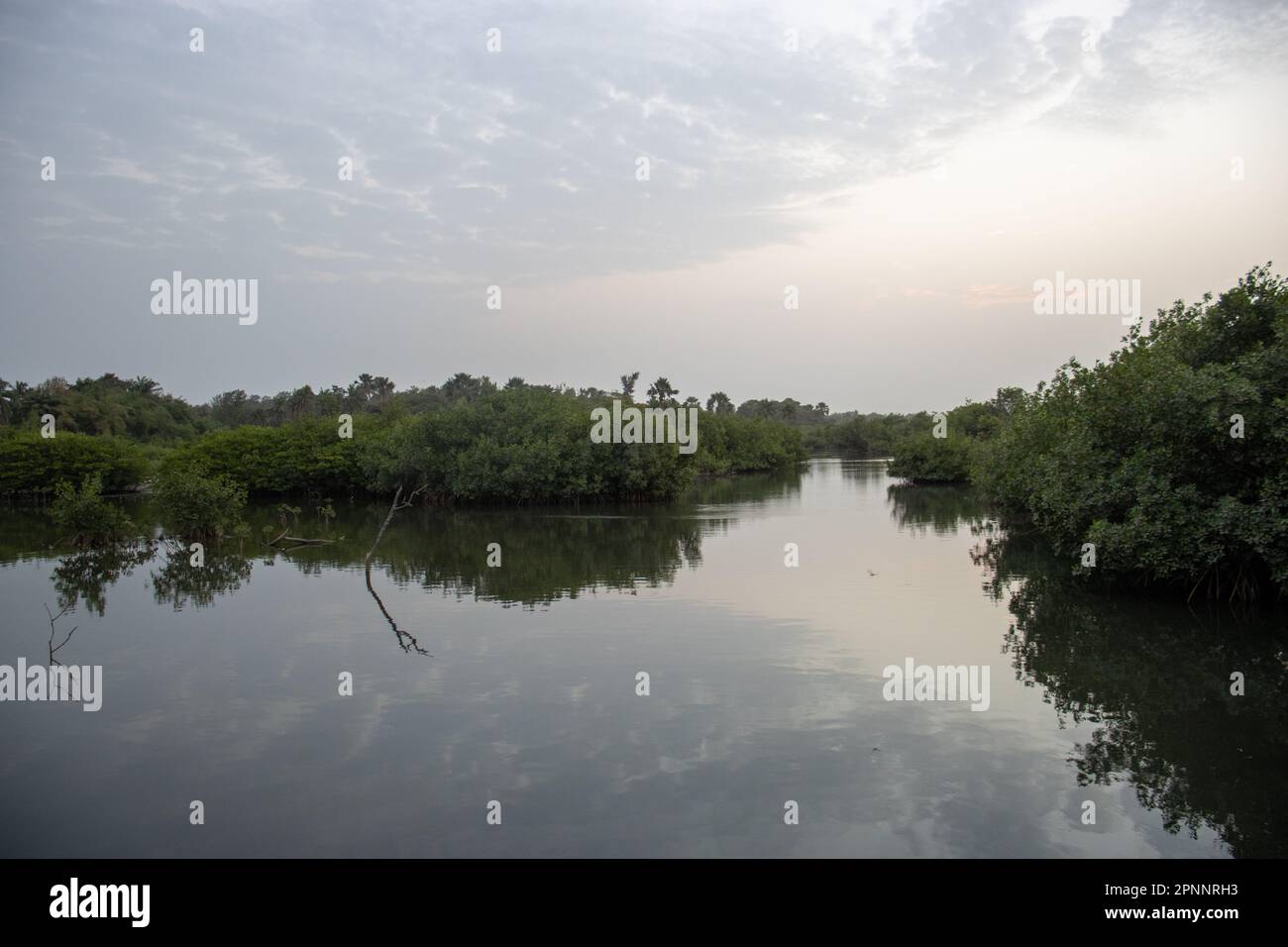 sunrise over mangrove swamps in West Africa Stock Photo - Alamy