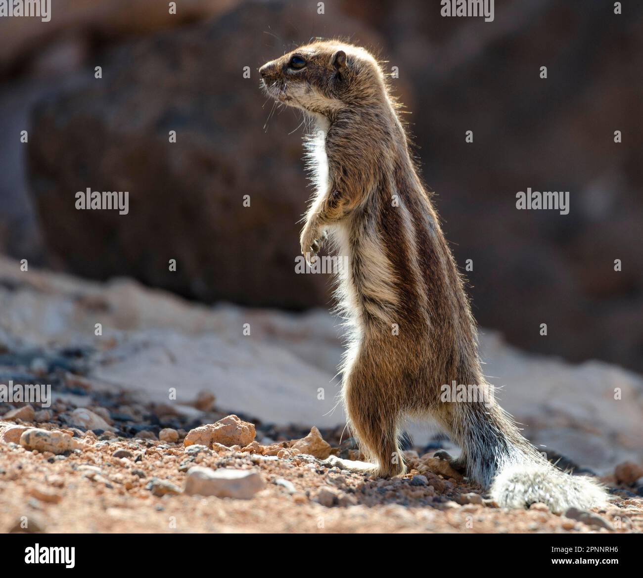 Atlas squirrel hi-res stock photography and images - Alamy