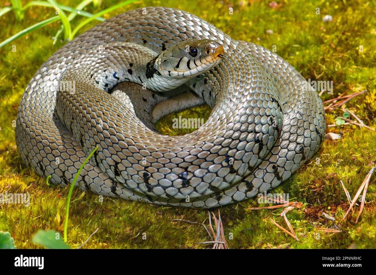 Rolled snake hi-res stock photography and images - Alamy