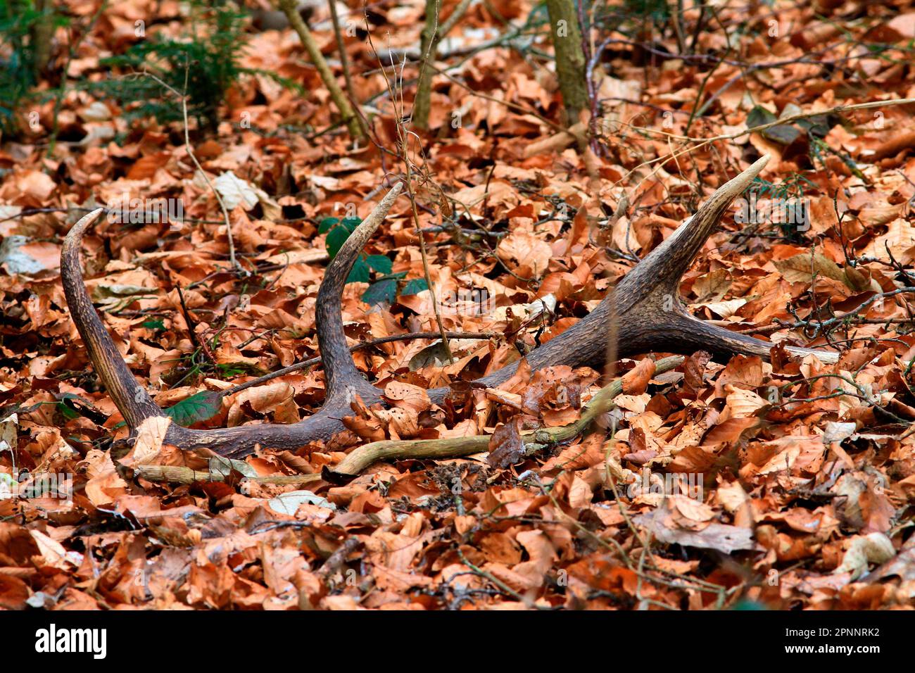 Antler rod hi-res stock photography and images - Alamy