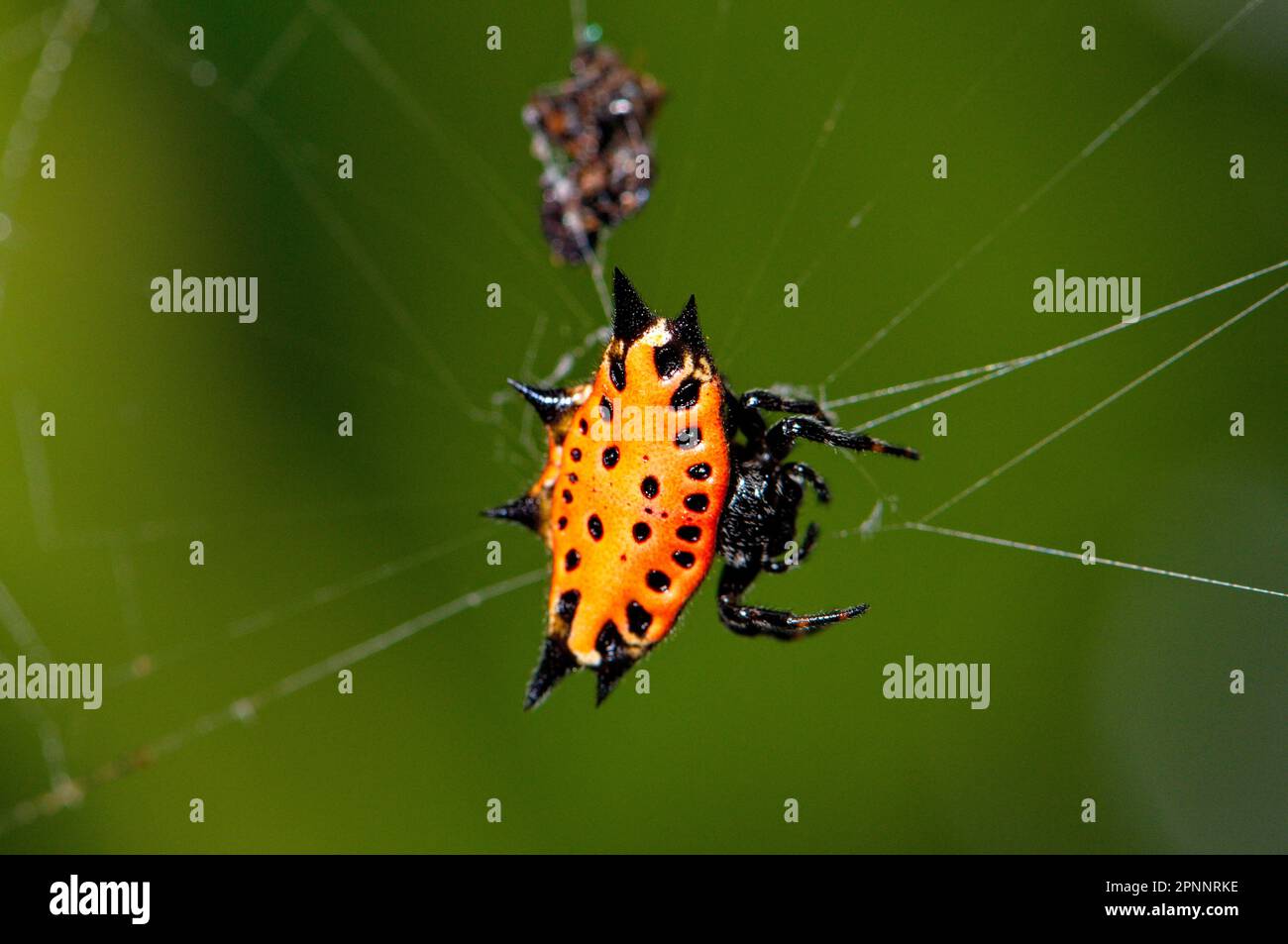 Spiny spider hi-res stock photography and images - Alamy