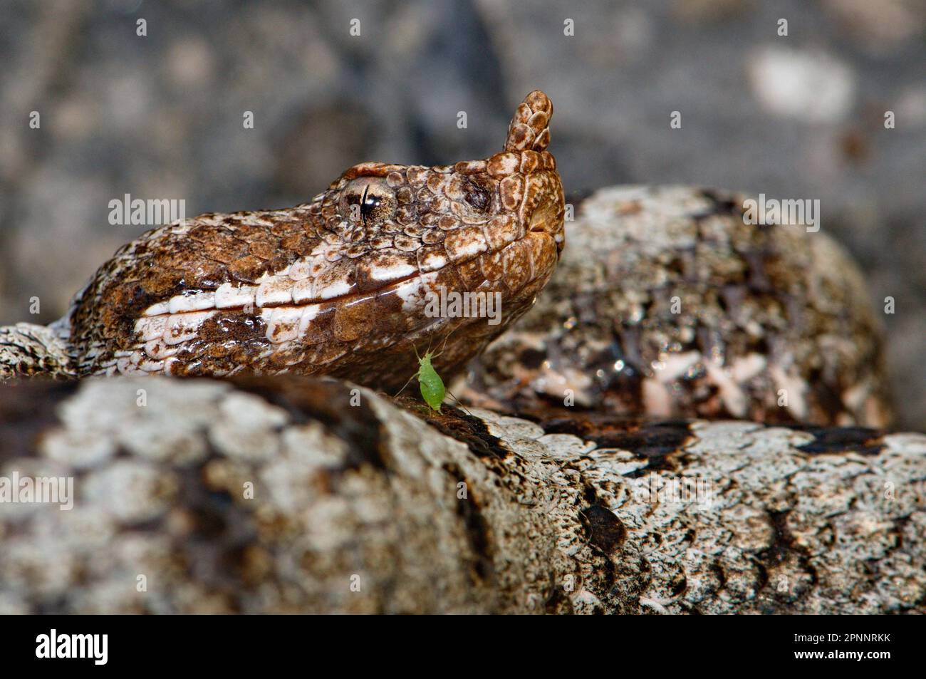Nose horned viper hi-res stock photography and images - Alamy